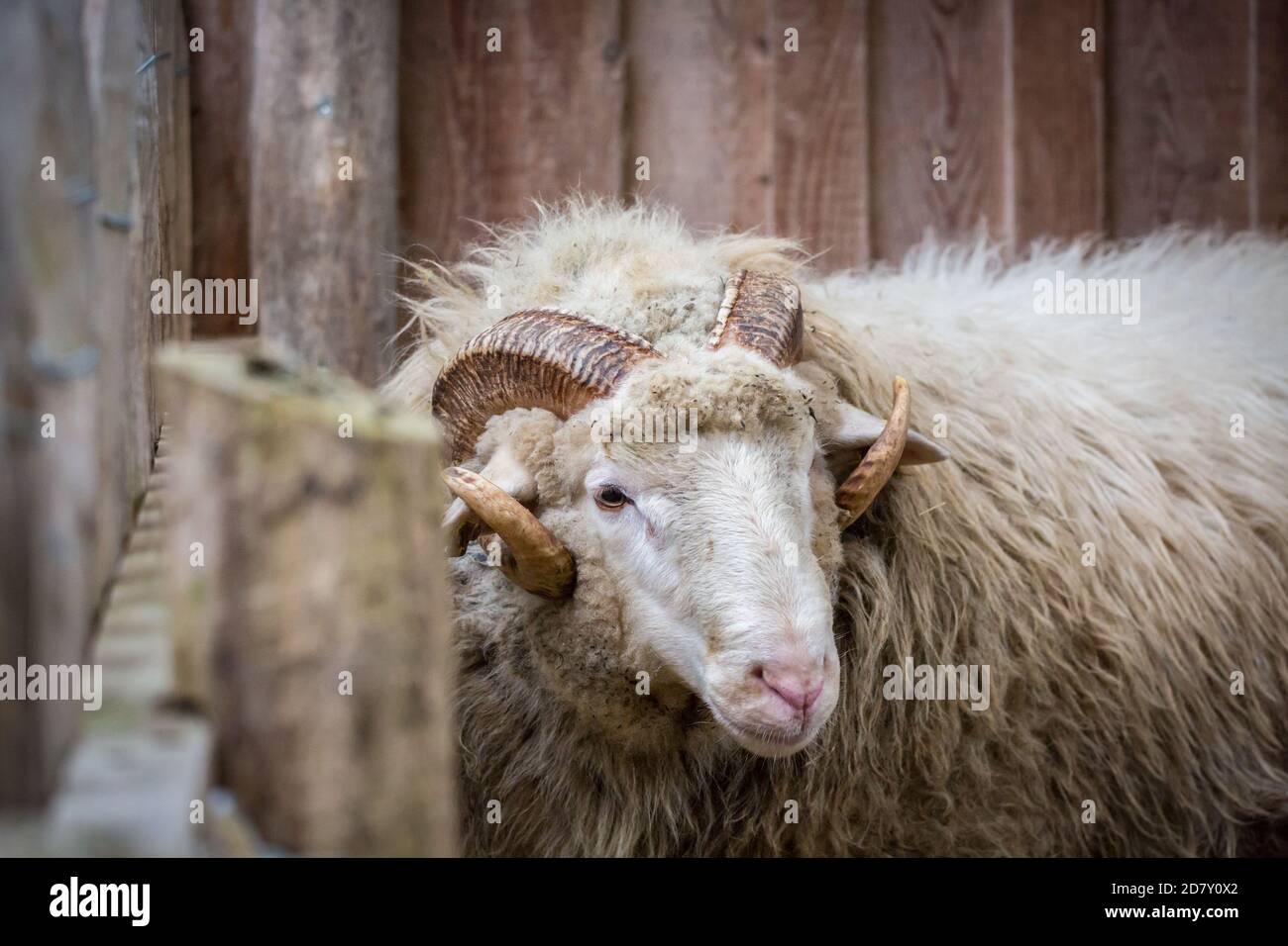 Sheep breed from austria hi-res stock photography and images - Alamy