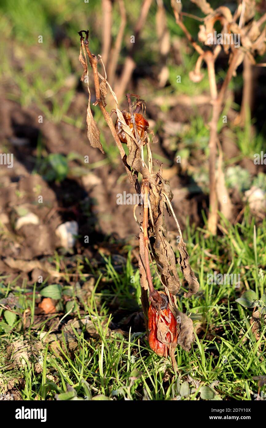 Shriveled leaves hi-res stock photography and images - Alamy