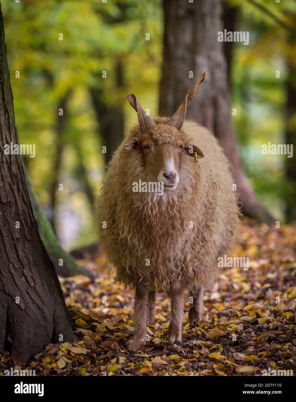 Wallachian sheep hi-res stock photography and images - Alamy