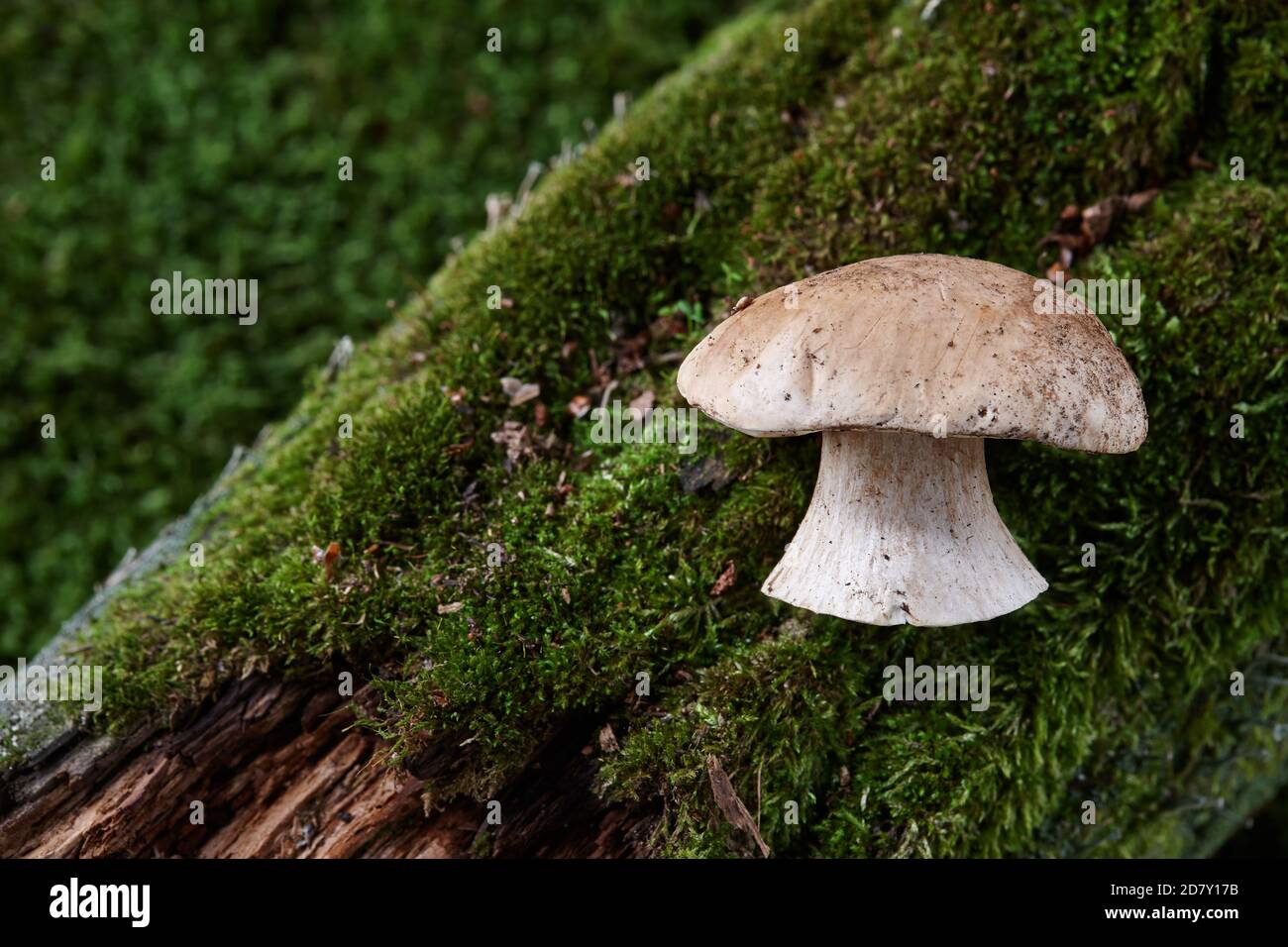 Porcini mushroom or Boletus edulis on mossy driftwood background. Wild ...