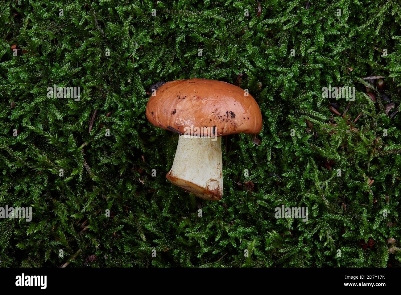 Slippery jack mushroom hi-res stock photography and images - Alamy