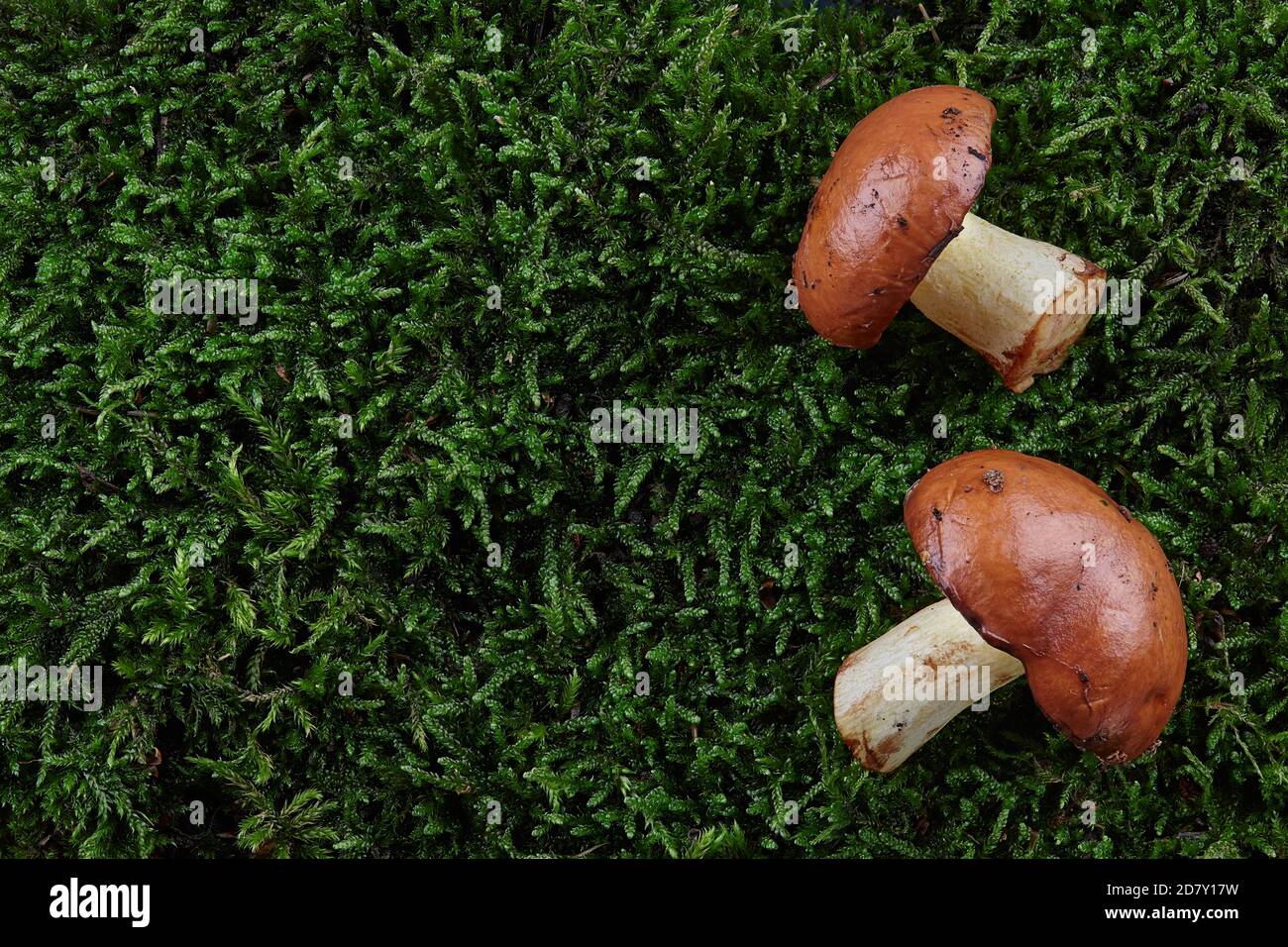 Slippery jack mushroom hi-res stock photography and images - Alamy
