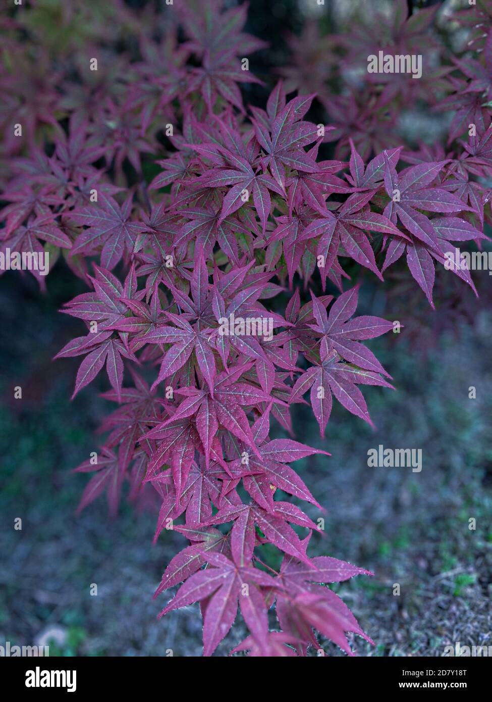 Branch full of leaf hi-res stock photography and images - Alamy