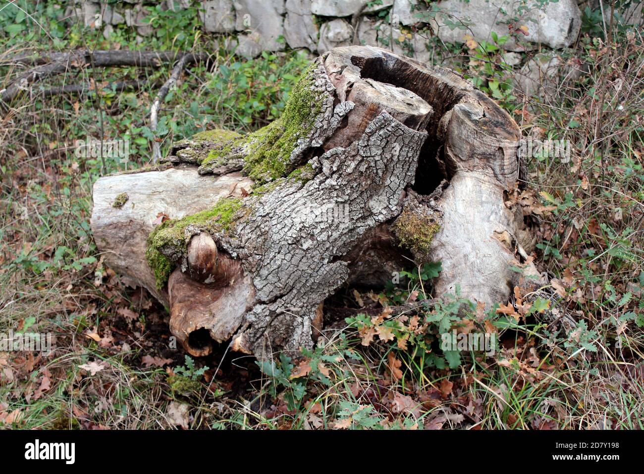 Unusual strange looking tree stump with holes and broken tree bark ...