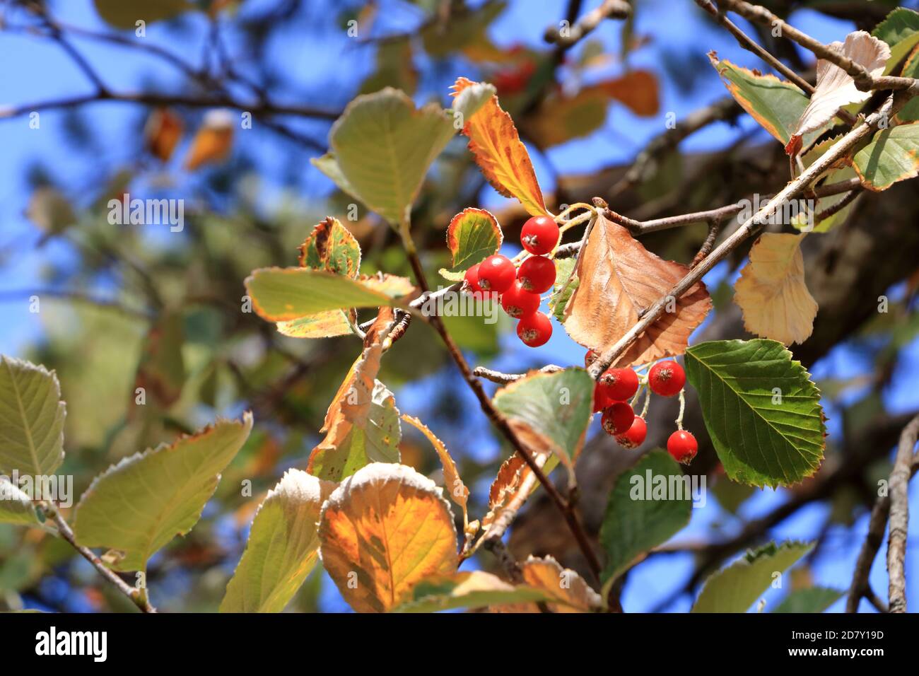 Close view of cluster of the berries of greak whitebeam (Sorbus graeca ...