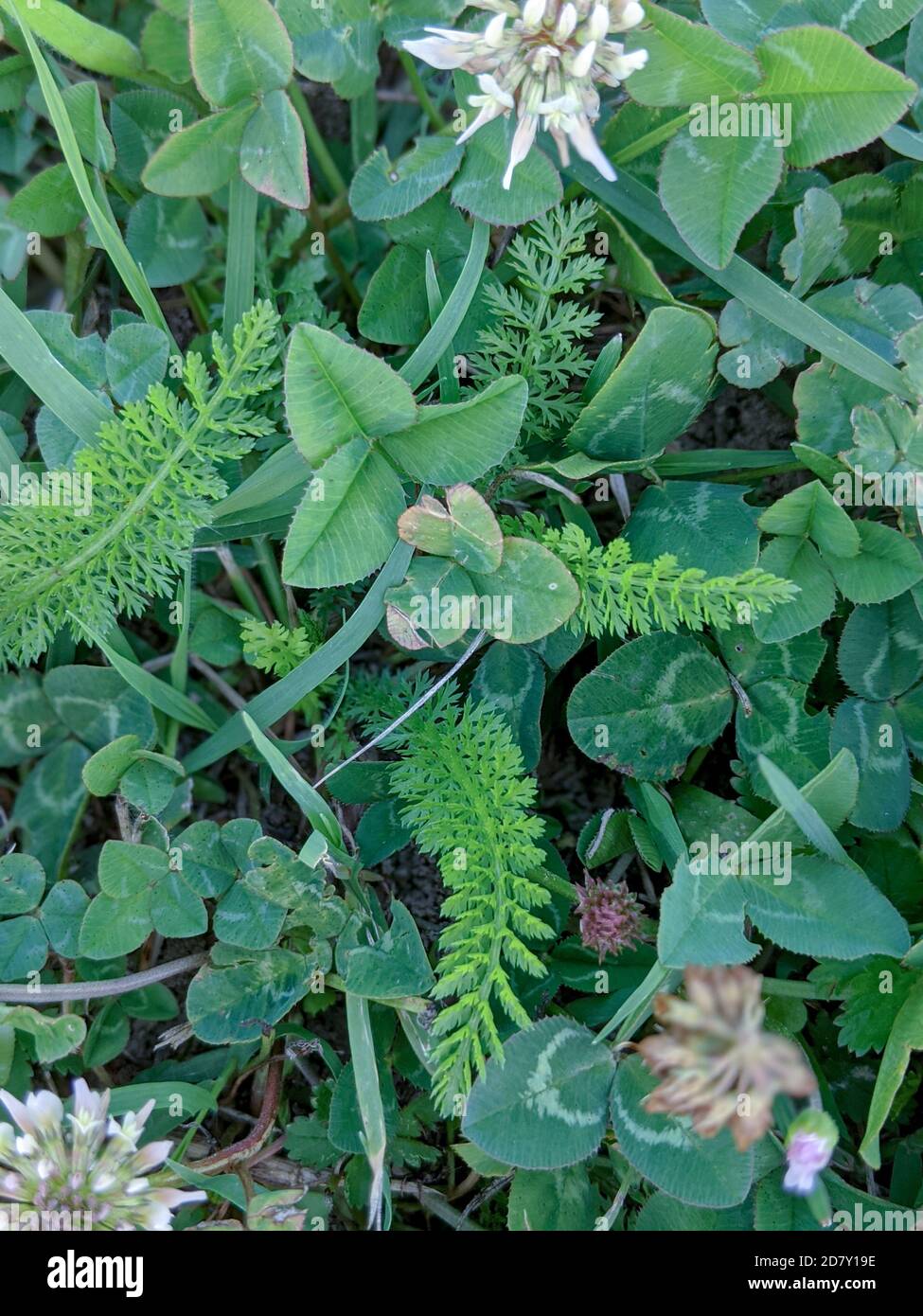 A mix of wild plants and flowers in the meadow Stock Photo - Alamy