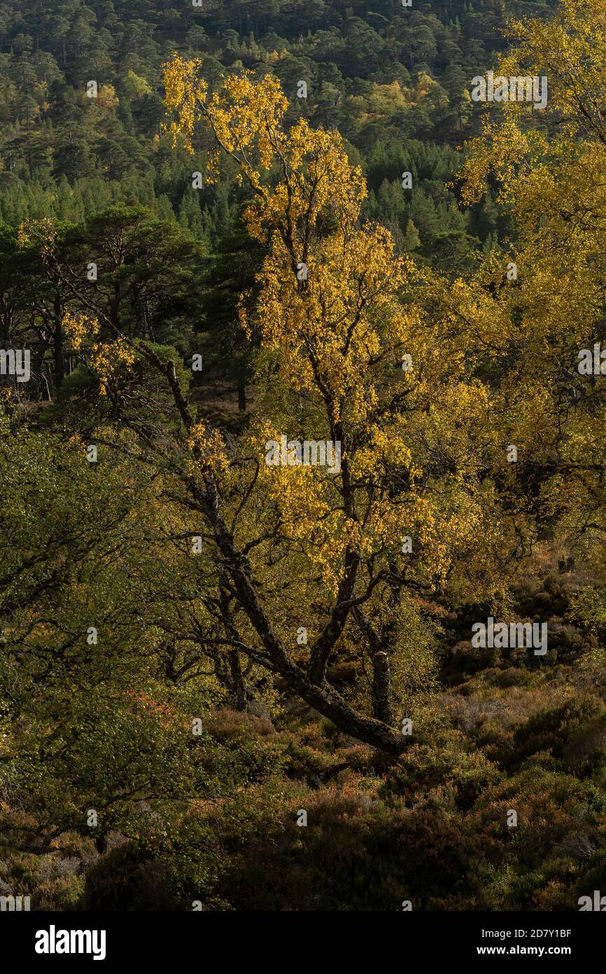 Photo of autumn in scotland hi-res stock photography and images - Alamy