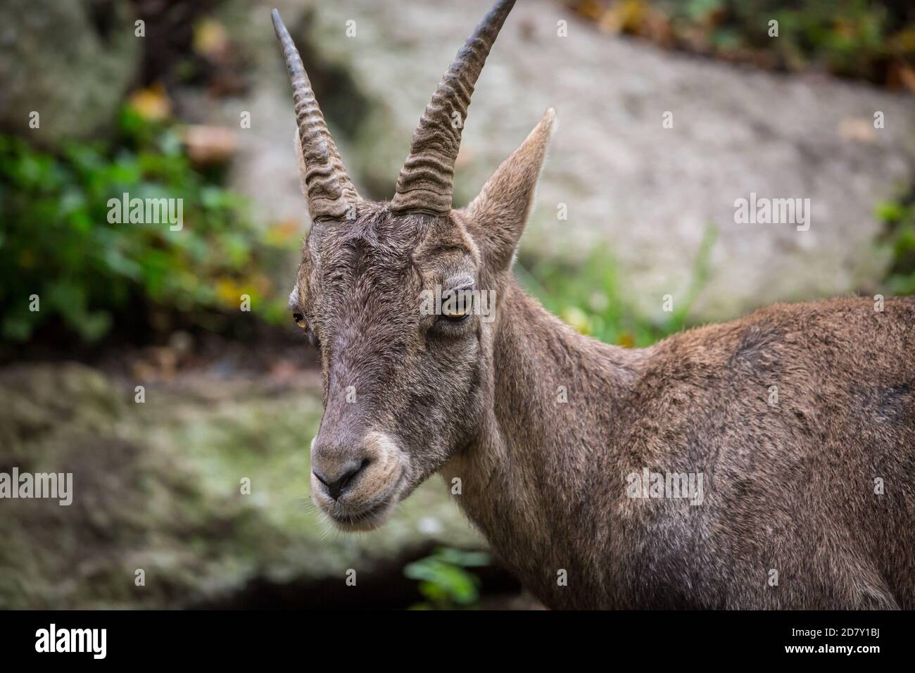 Capra zoo capra hi-res stock photography and images - Alamy