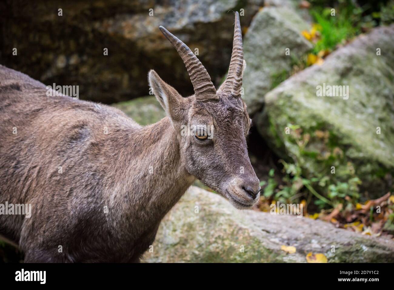 Alpine animal park hi-res stock photography and images - Alamy