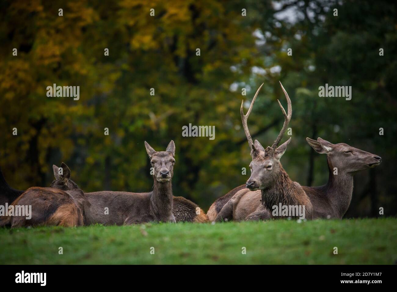 Red deer group cervus hi-res stock photography and images - Alamy