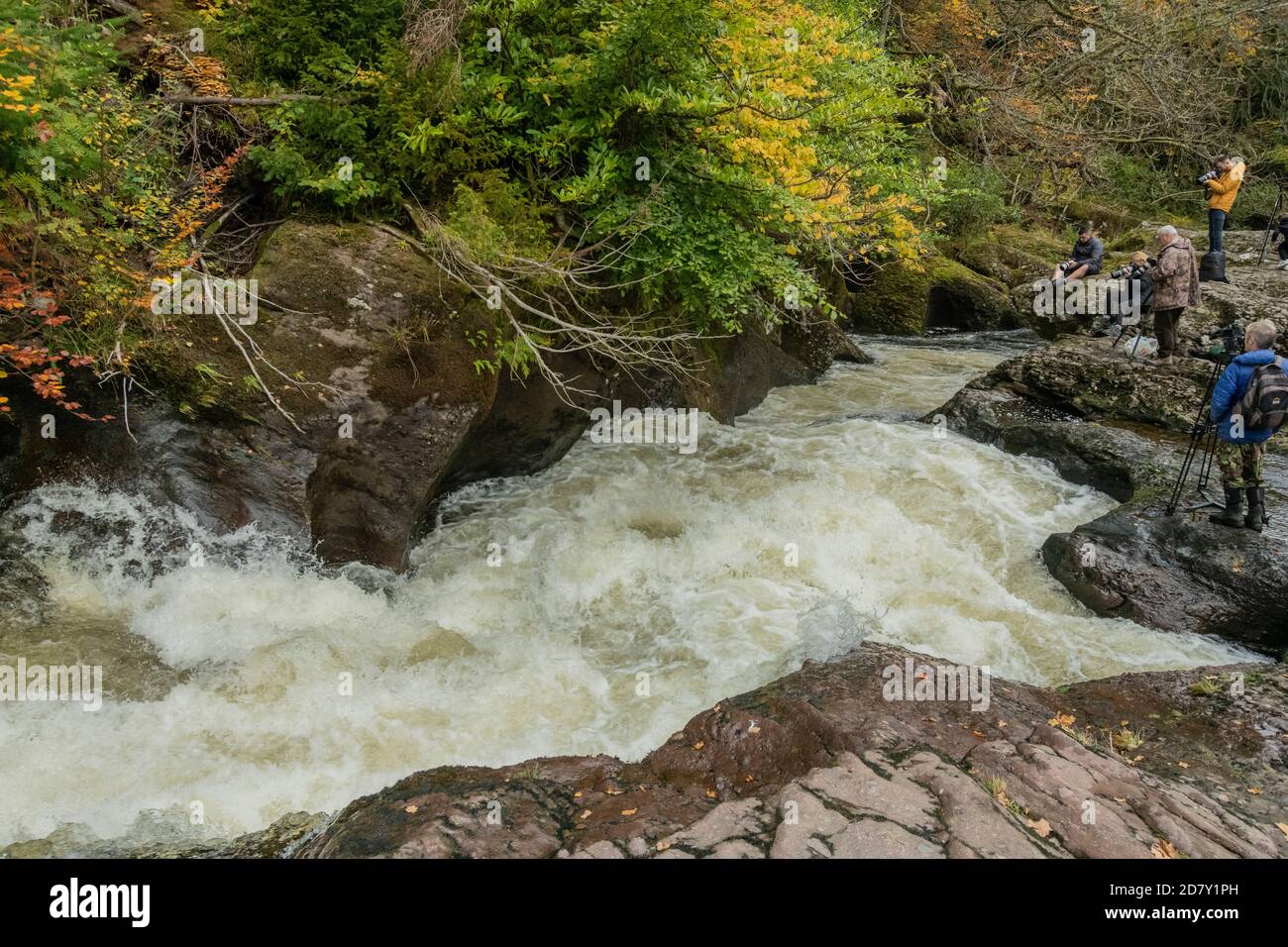 Atlantic salmon, Salmo salar, migrating up the River Almond, Perth ...