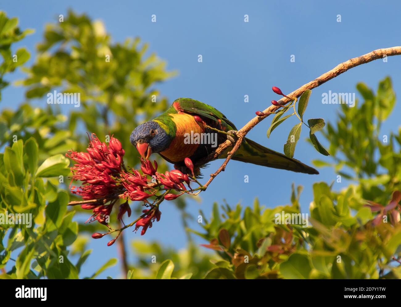 Australian Rainbow Lorikeet (trichoglossus moluccanus) feeding on ...