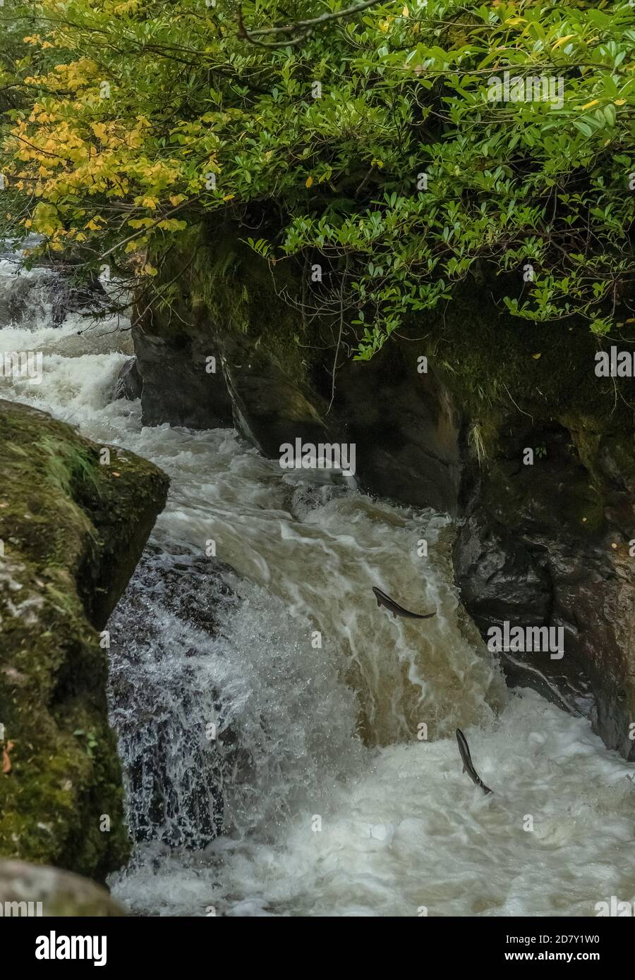 Atlantic salmon, Salmo salar, migrating up the River Almond, Perth ...
