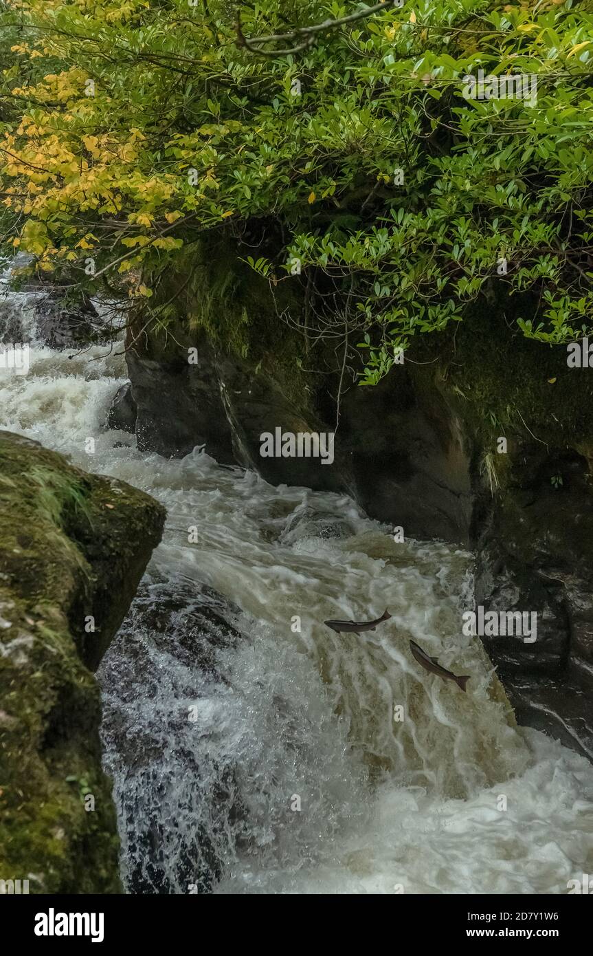 Salmo salar river hi-res stock photography and images - Alamy