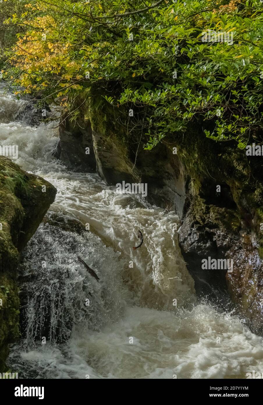 Atlantic salmon, Salmo salar, migrating up the River Almond, Perth ...