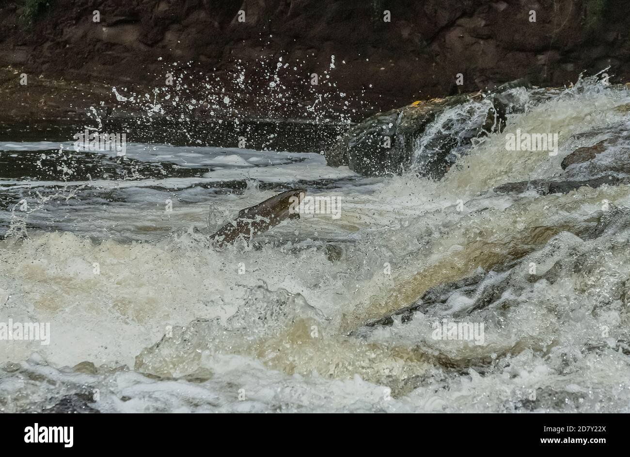 Atlantic salmon salmo salar hi-res stock photography and images - Alamy
