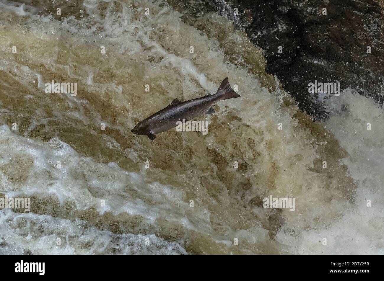 Atlantic salmon, Salmo salar, migrating up the River Almond, Perth ...