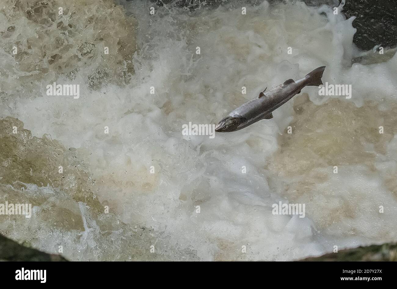 Atlantic salmon, Salmo salar, migrating up the River Almond, Perth ...