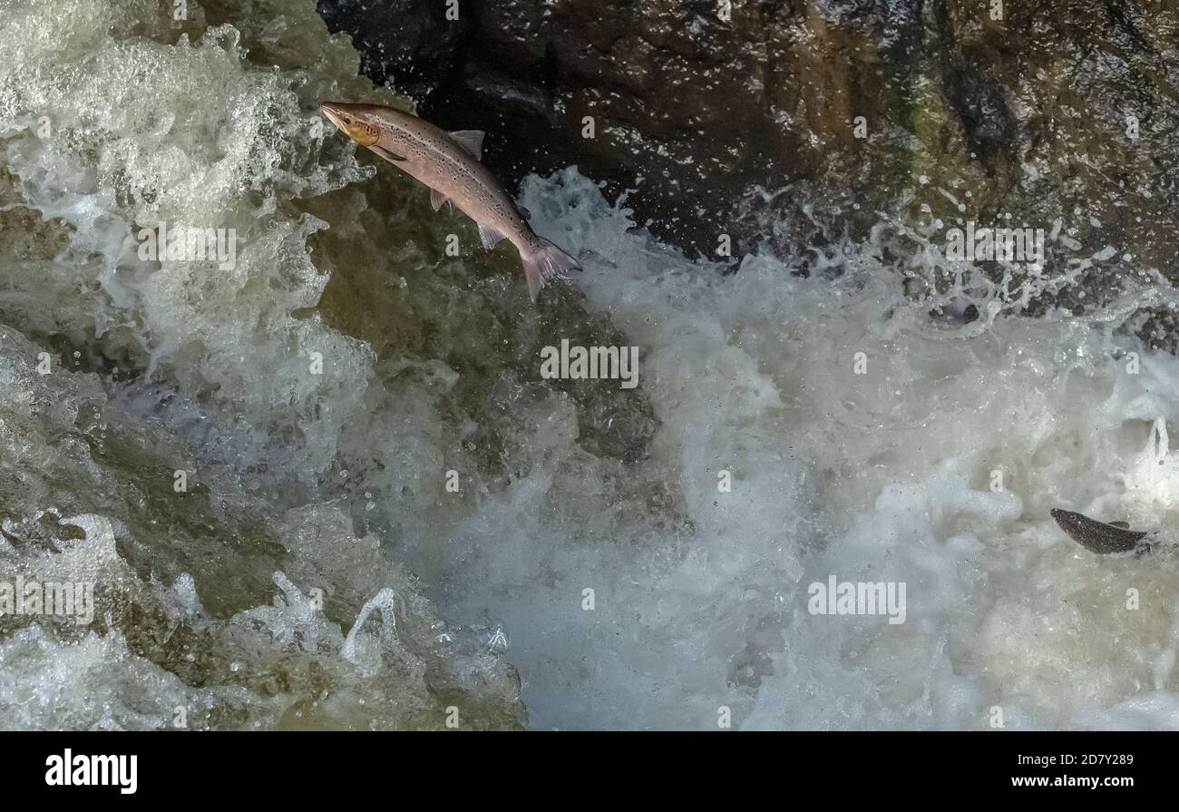 Atlantic salmon, Salmo salar, migrating up the River Almond, Perth ...