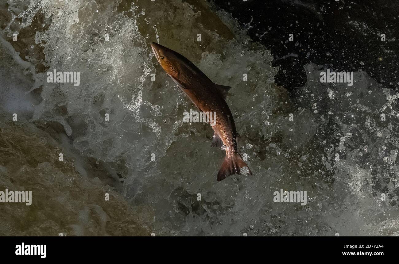 Atlantic salmon, Salmo salar, migrating up the River Almond, Perth ...