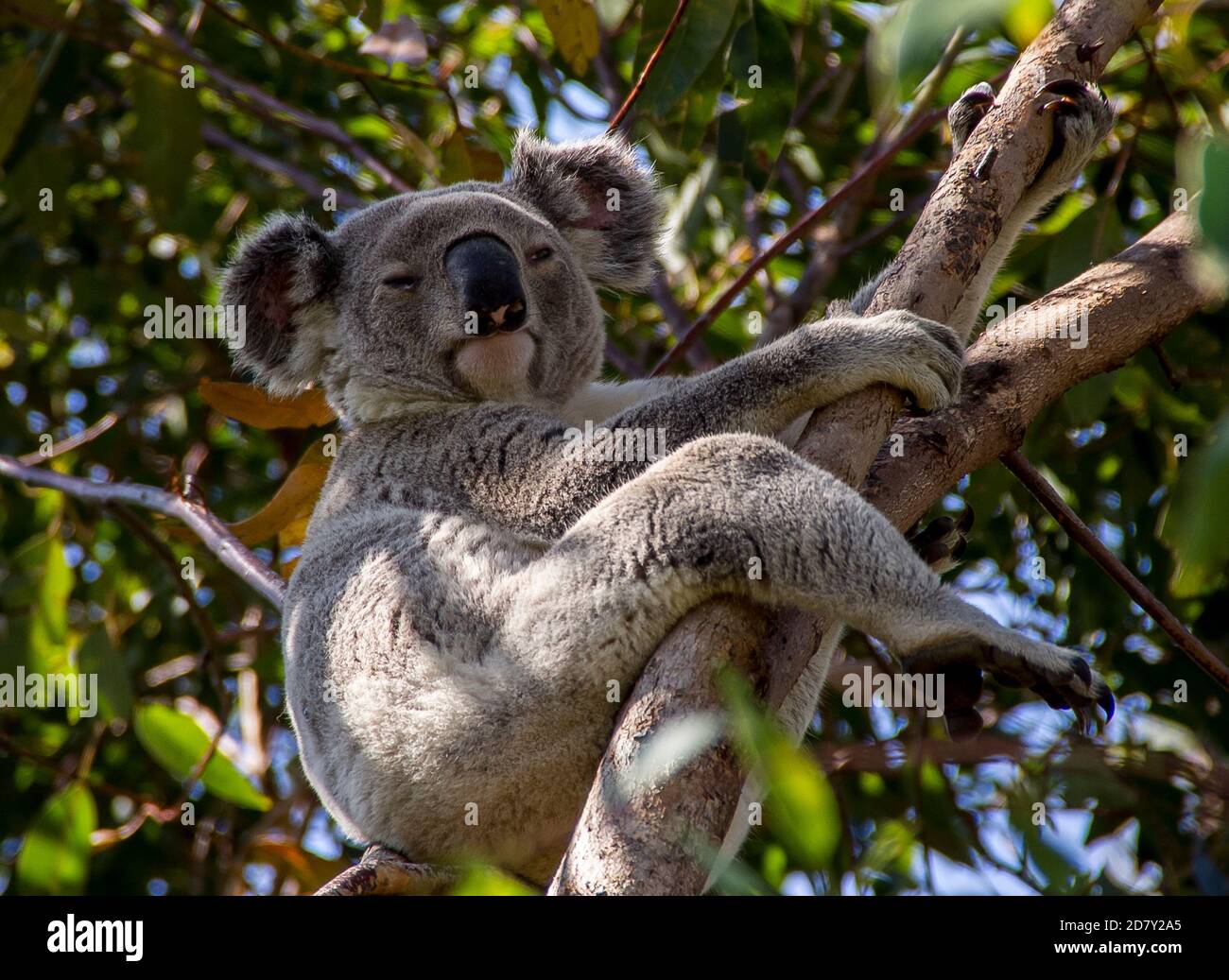 Male koala in queensland hi-res stock photography and images - Alamy