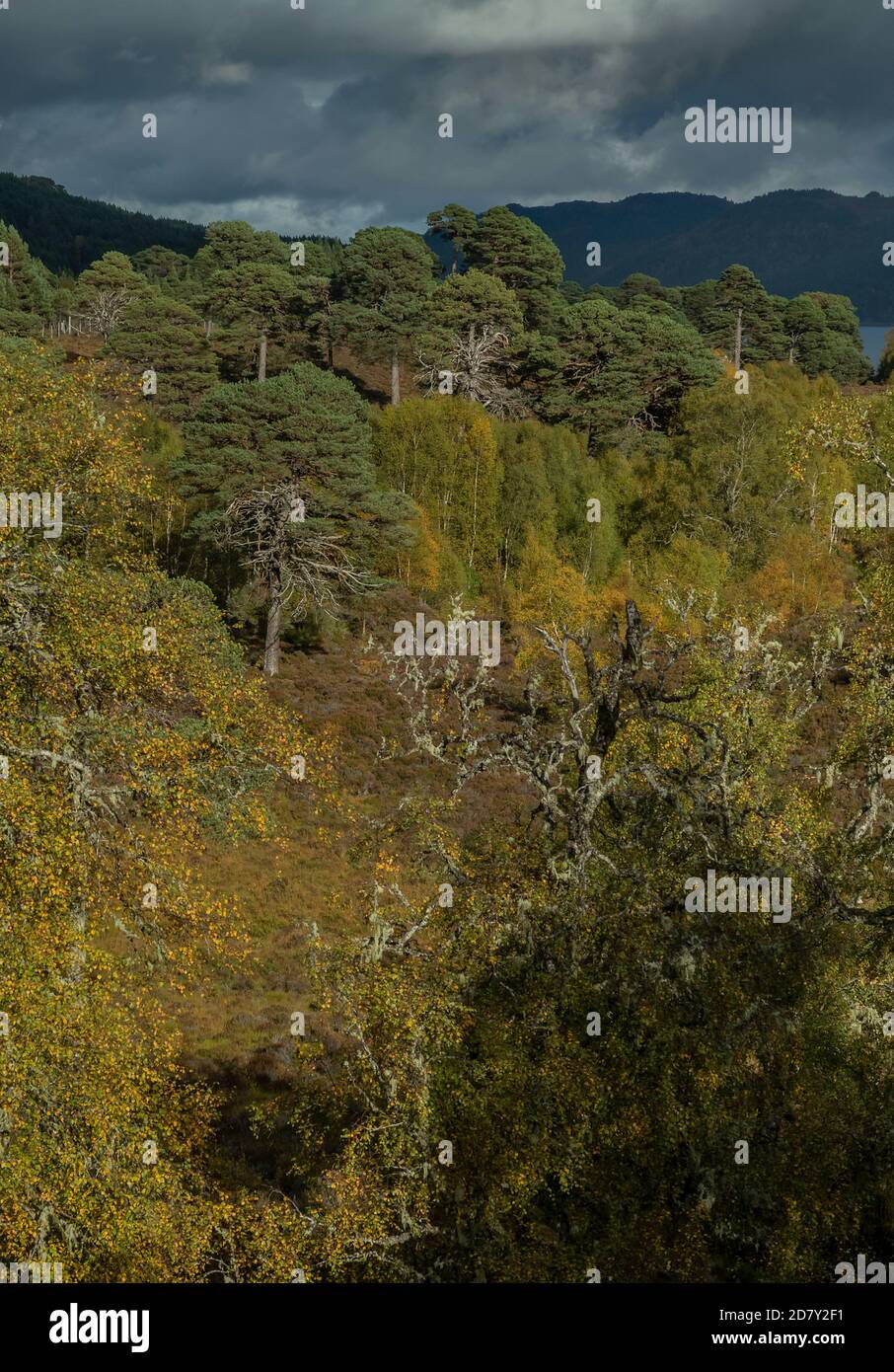 Glen affric view hi-res stock photography and images - Alamy