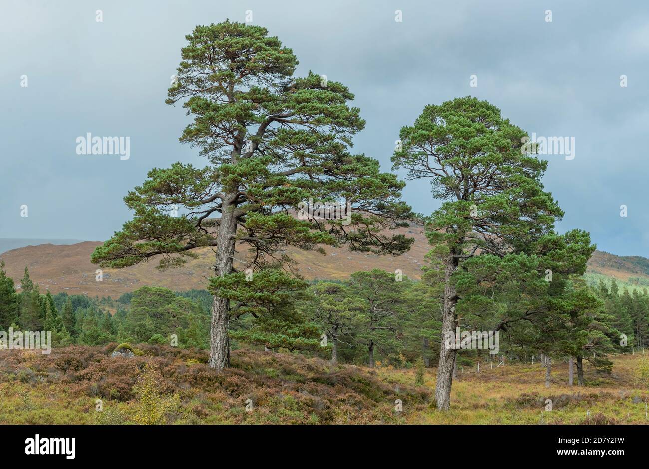 Caledonian pine tree in scottish hi-res stock photography and images ...