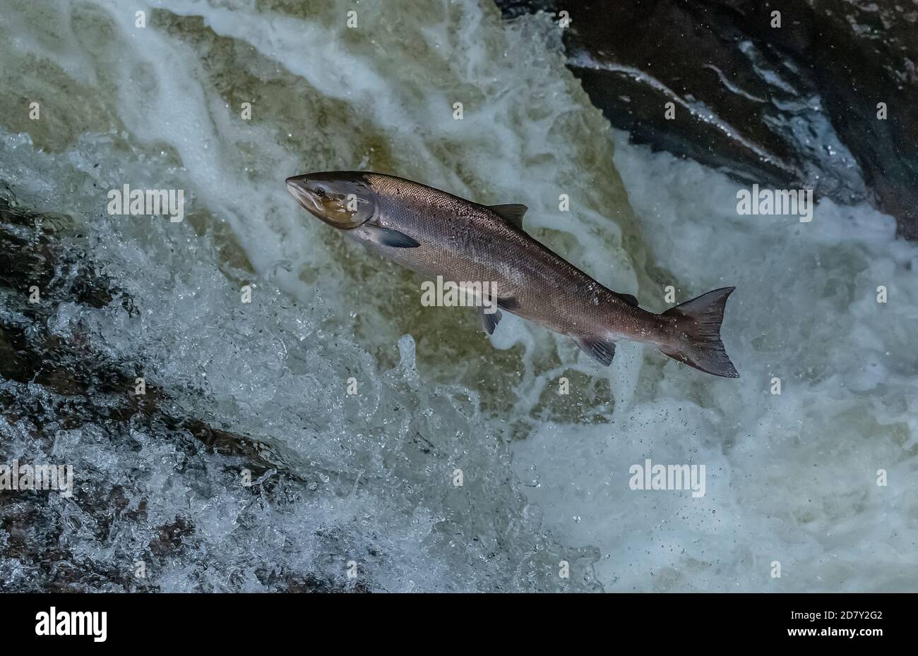 Atlantic salmon, Salmo salar, migrating up the River Almond, Perth ...