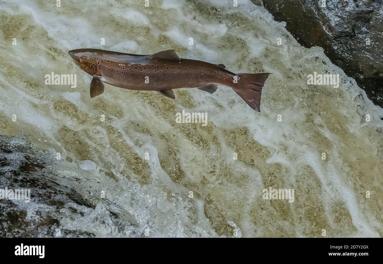 Atlantic salmon, Salmo salar, migrating up the River Almond, Perth ...