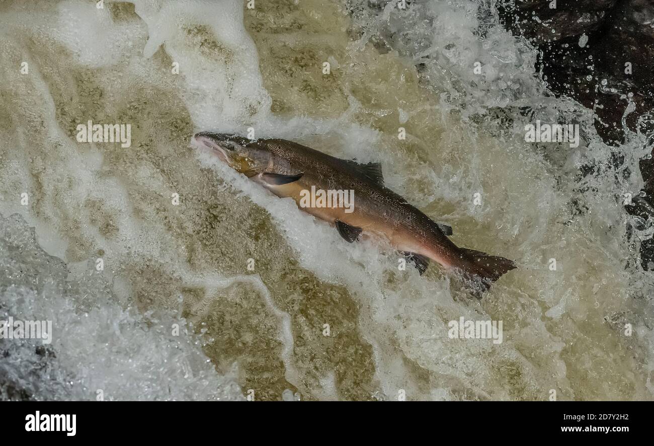 Old male Atlantic salmon, Salmo salar, migrating up the River Almond ...