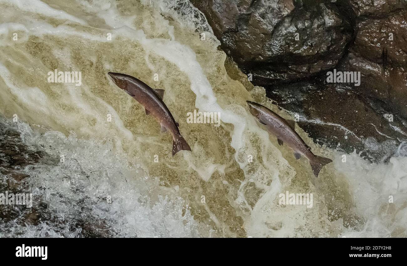 Atlantic salmon, Salmo salar, migrating up the River Almond, Perth ...