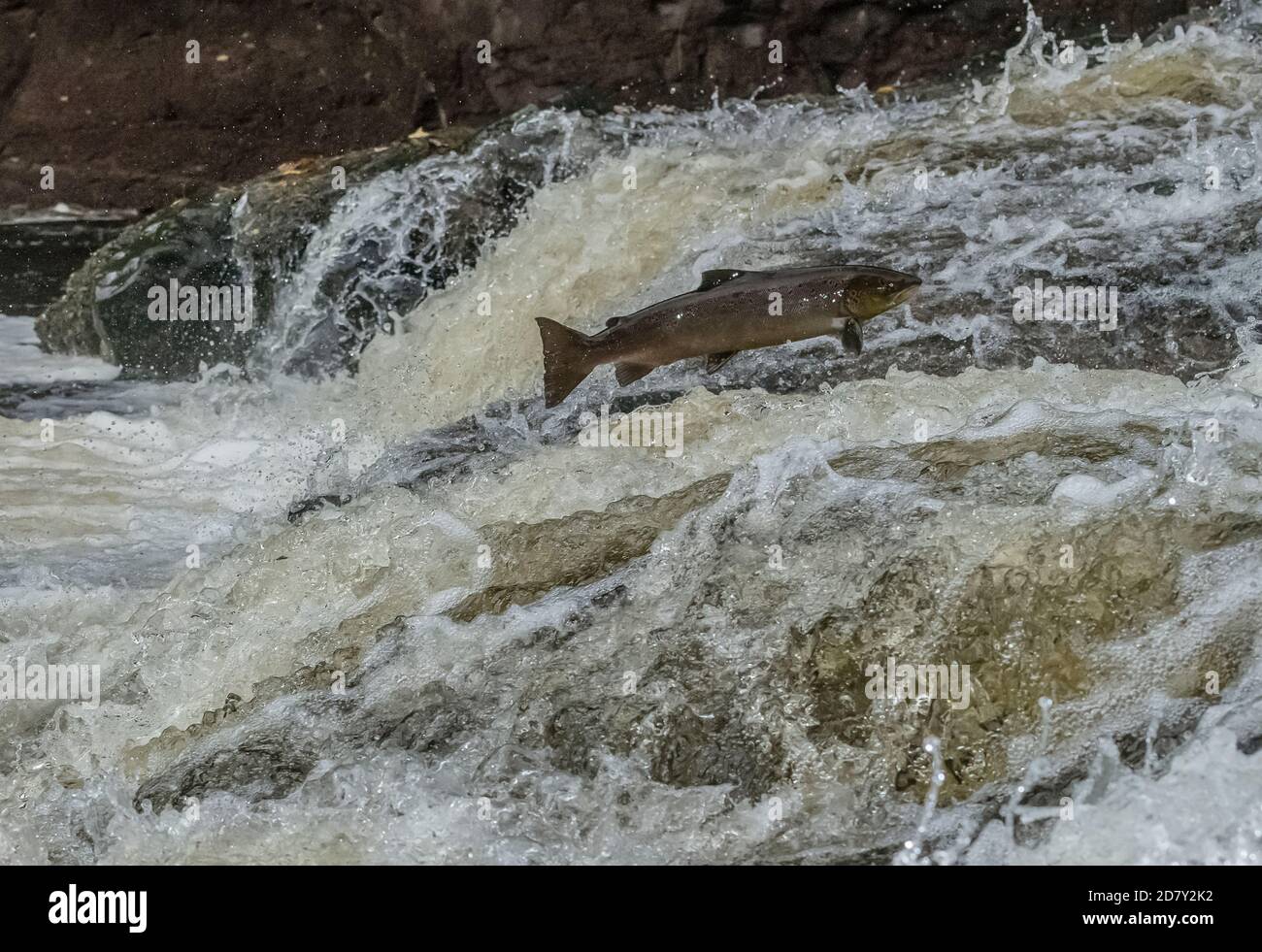 Atlantic salmon, Salmo salar, migrating up the River Almond, Perth ...