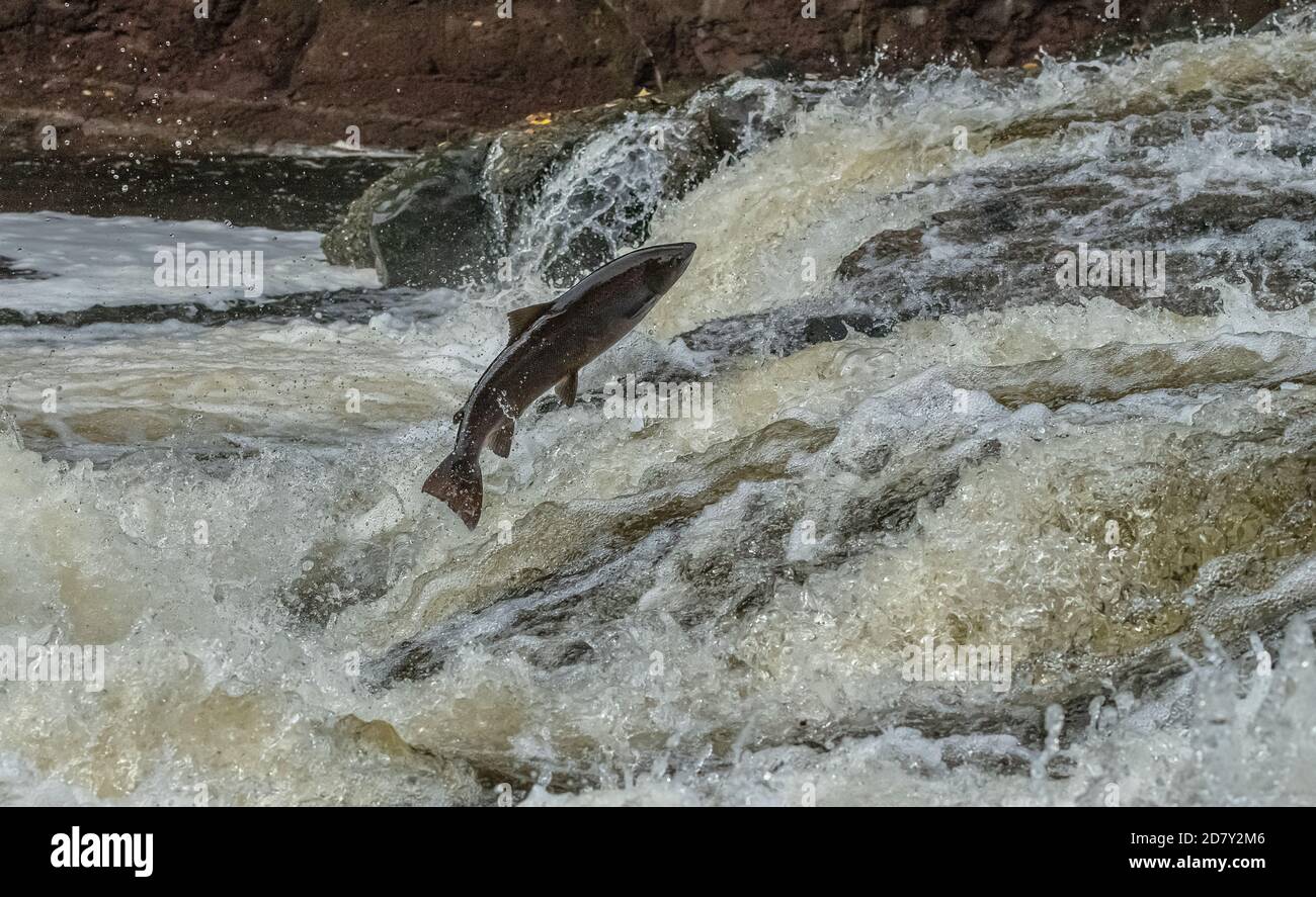 Atlantic salmon, Salmo salar, migrating up the River Almond, Perth ...