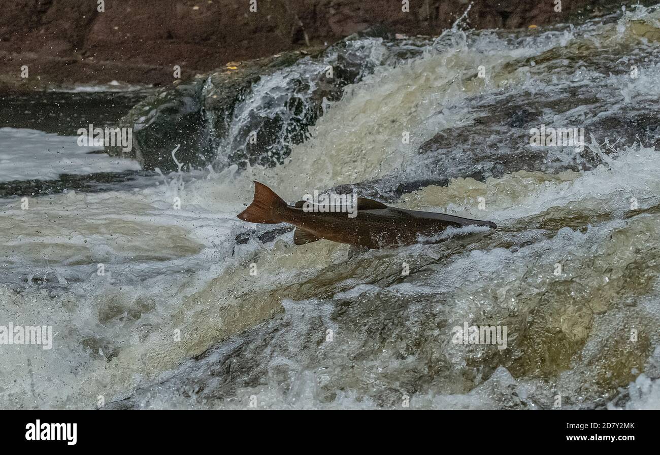 Atlantic salmon, Salmo salar, migrating up the River Almond, Perth ...