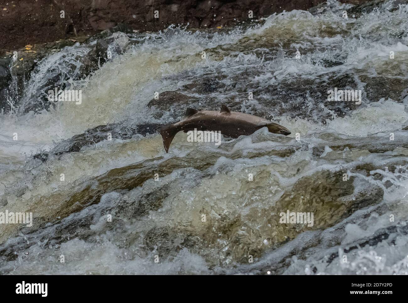 Fish migration river almond hi-res stock photography and images - Alamy