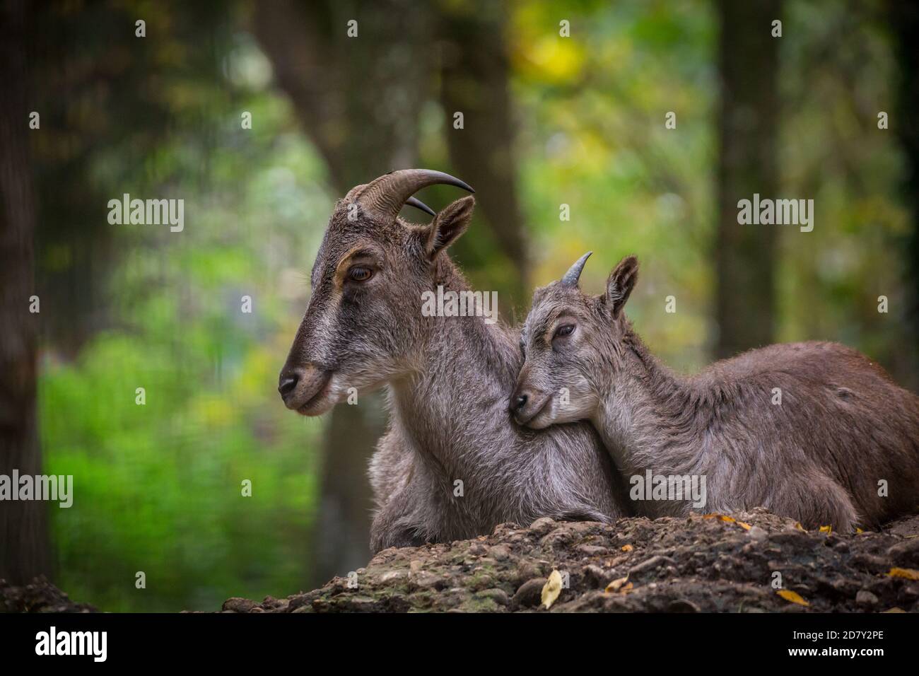Himalayan tahr hi-res stock photography and images - Alamy