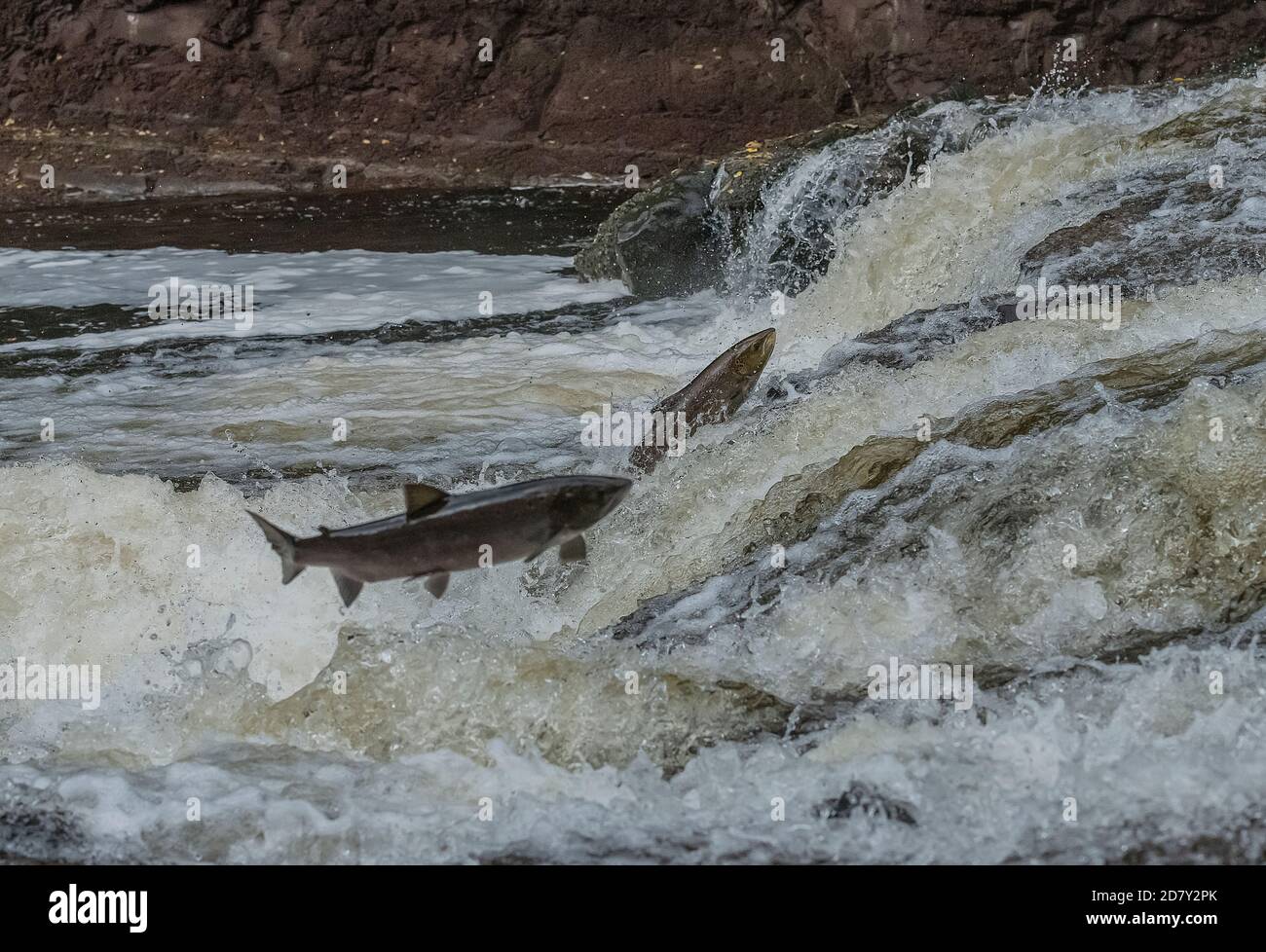 Atlantic salmon, Salmo salar, migrating up the River Almond, Perth ...