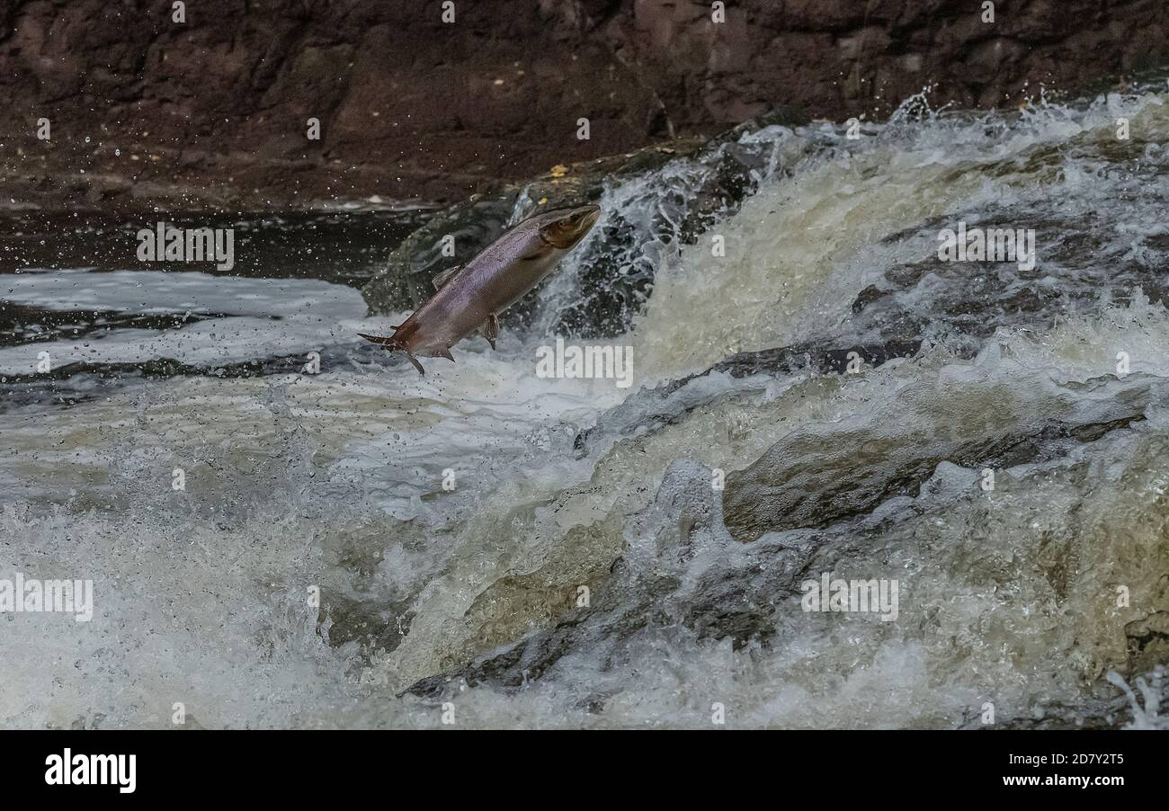 Atlantic salmon, Salmo salar, migrating up the River Almond, Perth ...