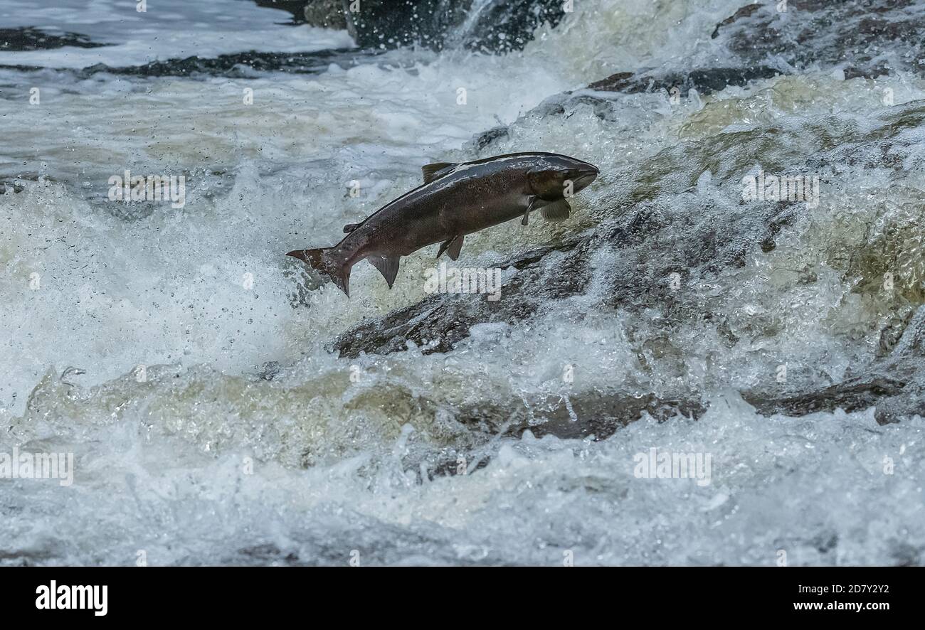 Atlantic salmon, Salmo salar, migrating up the River Almond, Perth ...