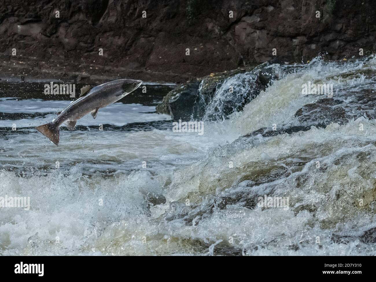 Atlantic salmon, Salmo salar, migrating up the River Almond, Perth ...