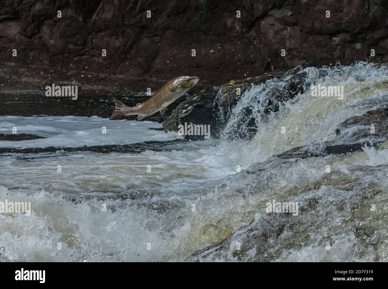 Fish migration river almond hi-res stock photography and images - Alamy