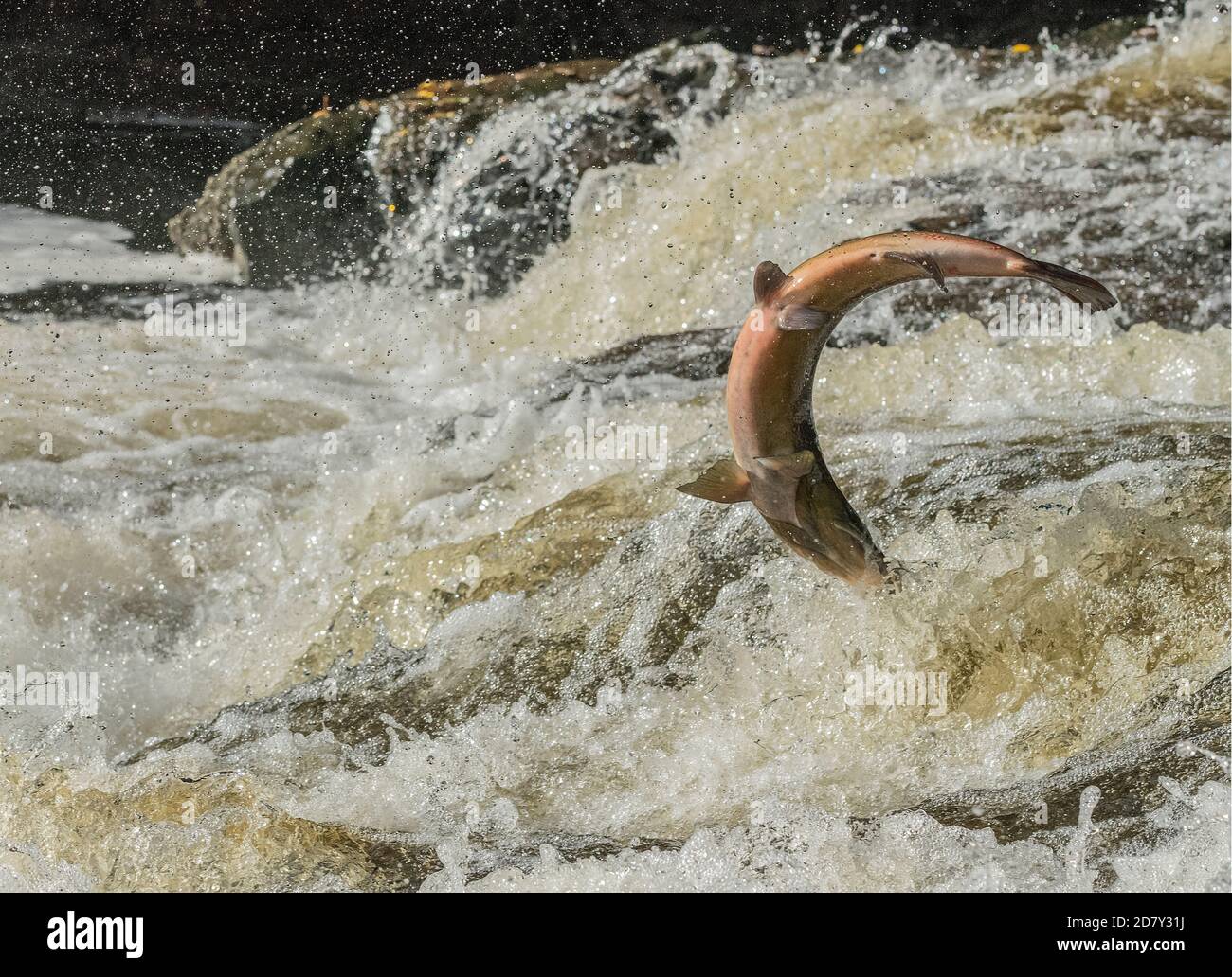 Atlantic salmon, Salmo salar, migrating up the River Almond, Perth ...