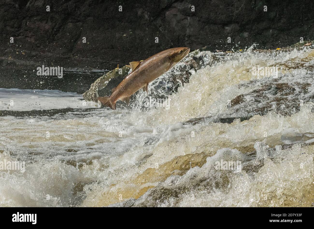 Atlantic salmon, Salmo salar, migrating up the River Almond, Perth ...