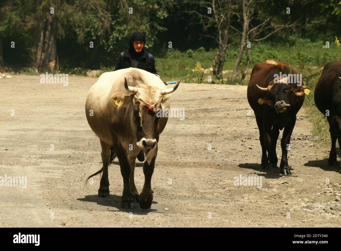 A nun from a Christian Orthodox monastery in Romania tending cows Stock ...