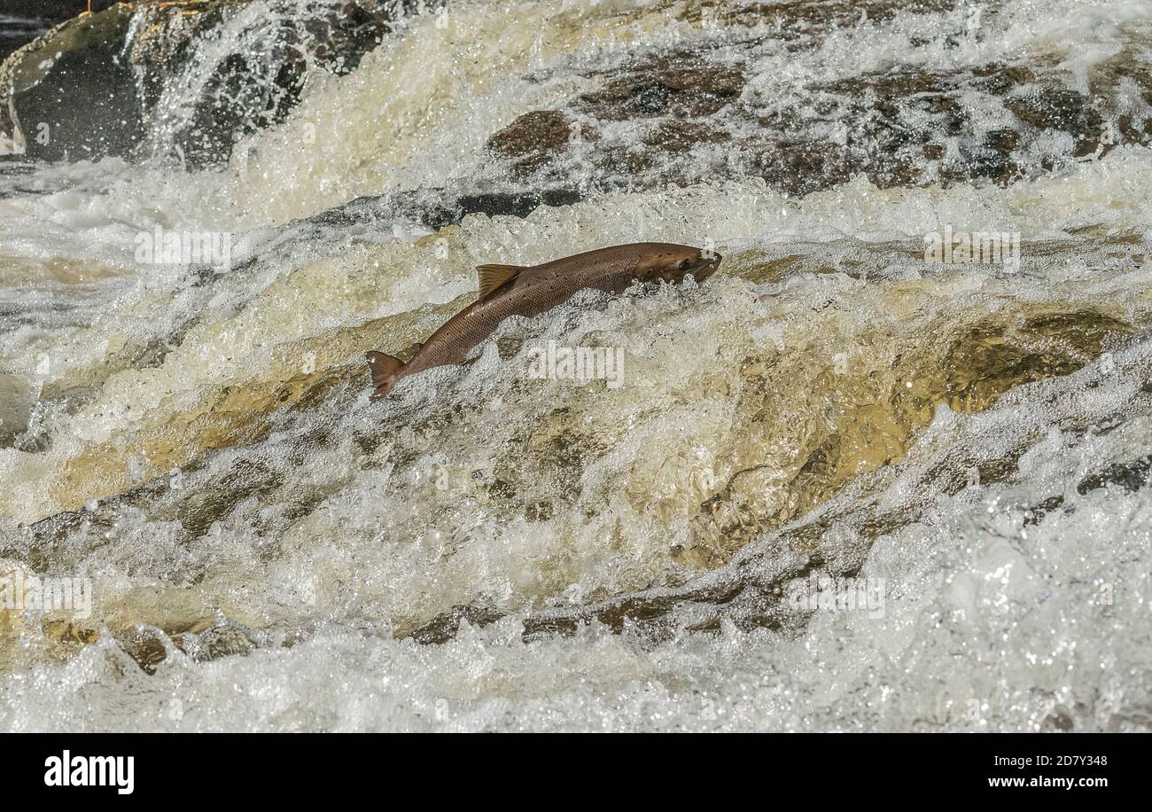 Atlantic salmon, Salmo salar, migrating up the River Almond, Perth ...