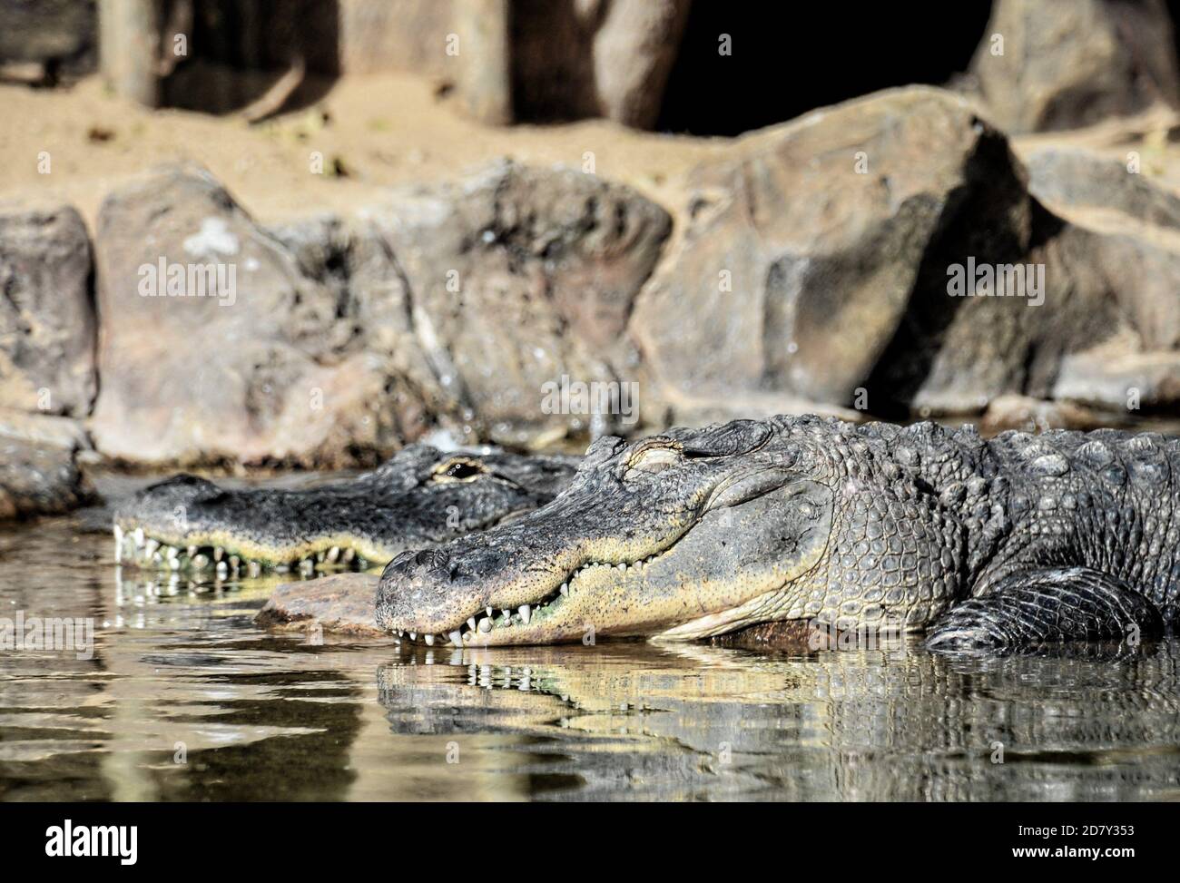 Amphibian Prehistoric Crocodile Stock Photo - Alamy
