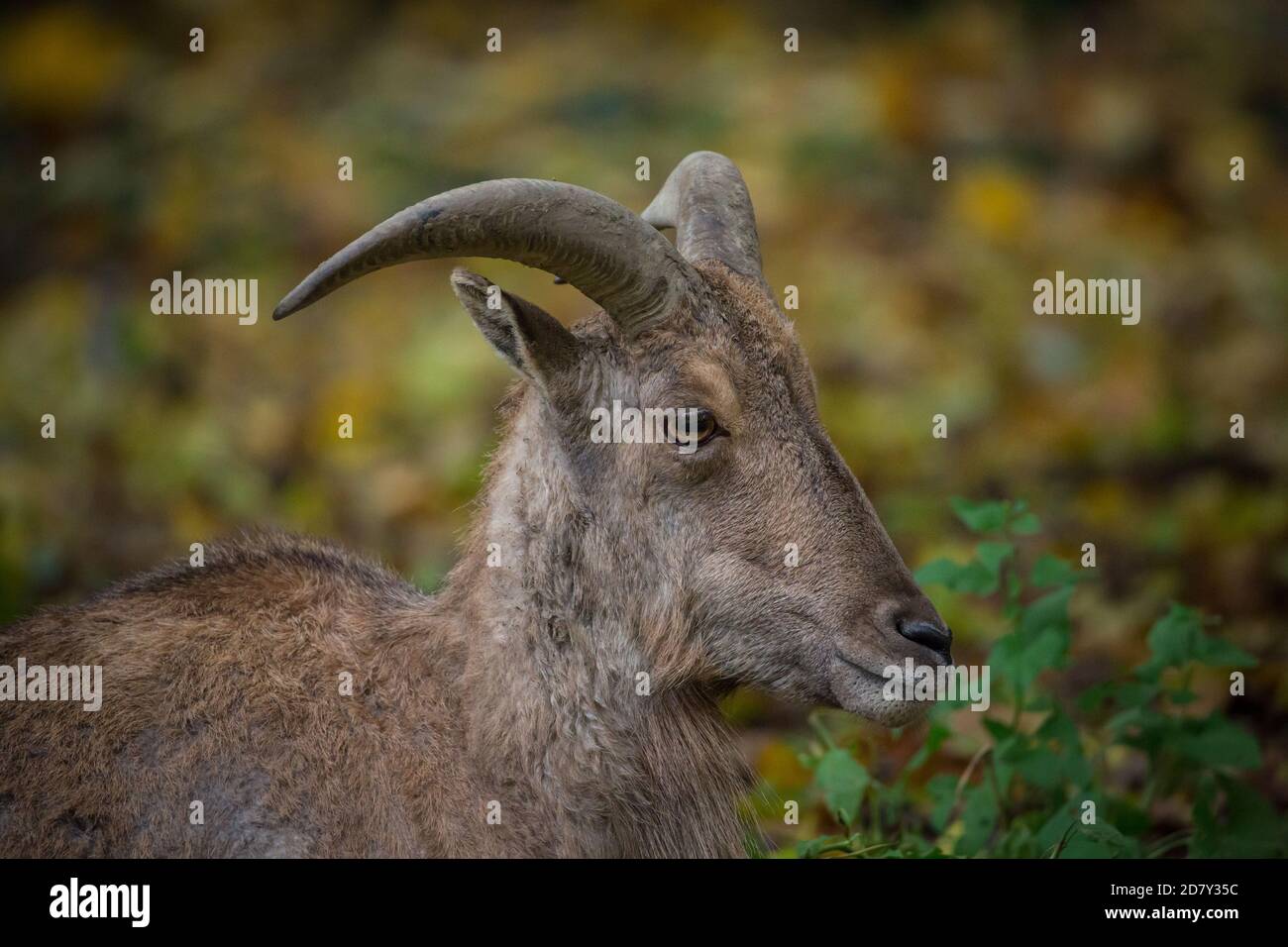 Captive barbary sheep / aoudad (Ammotragus lervia Stock Photo - Alamy