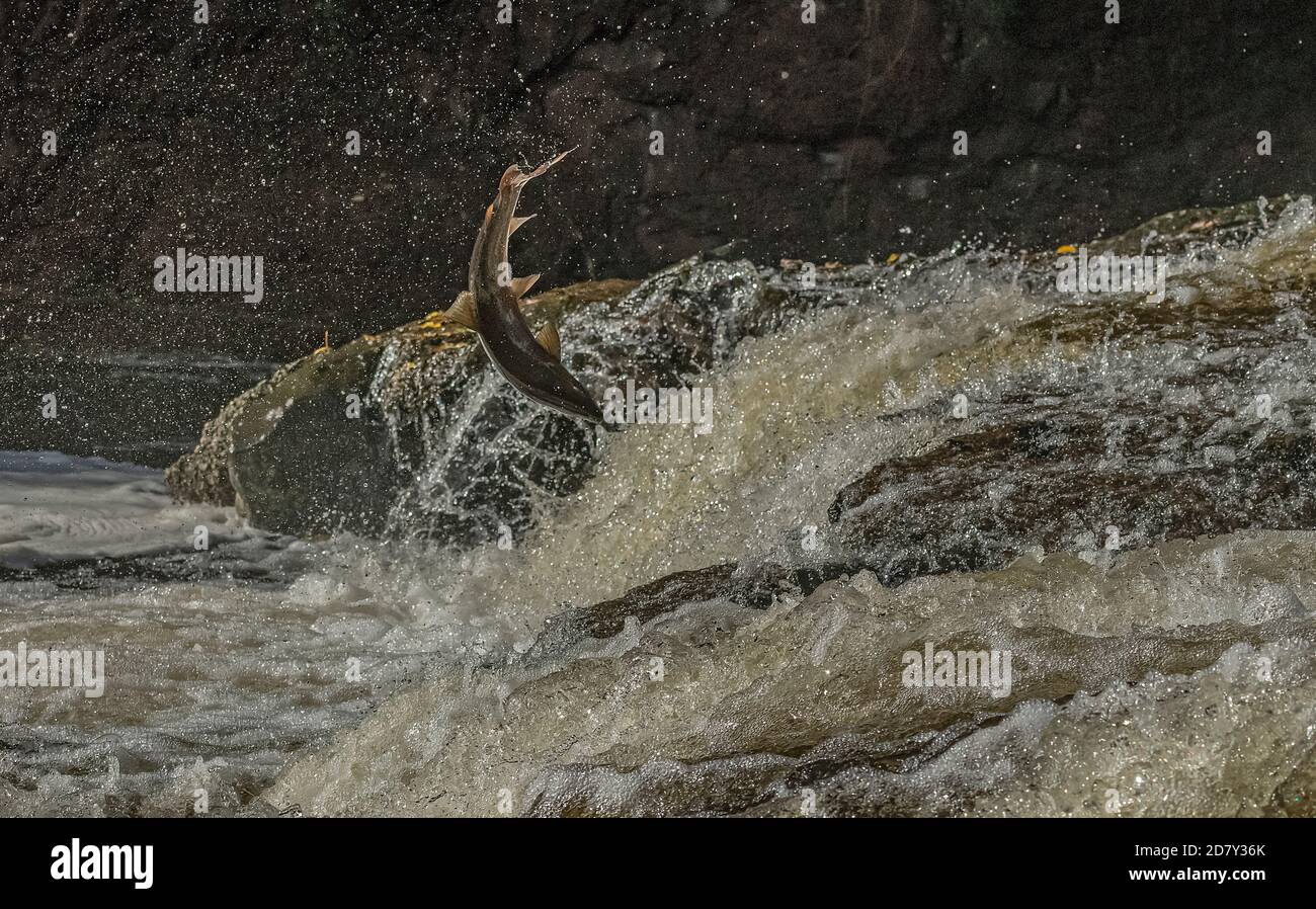 Atlantic salmon leaping up river hi-res stock photography and images ...