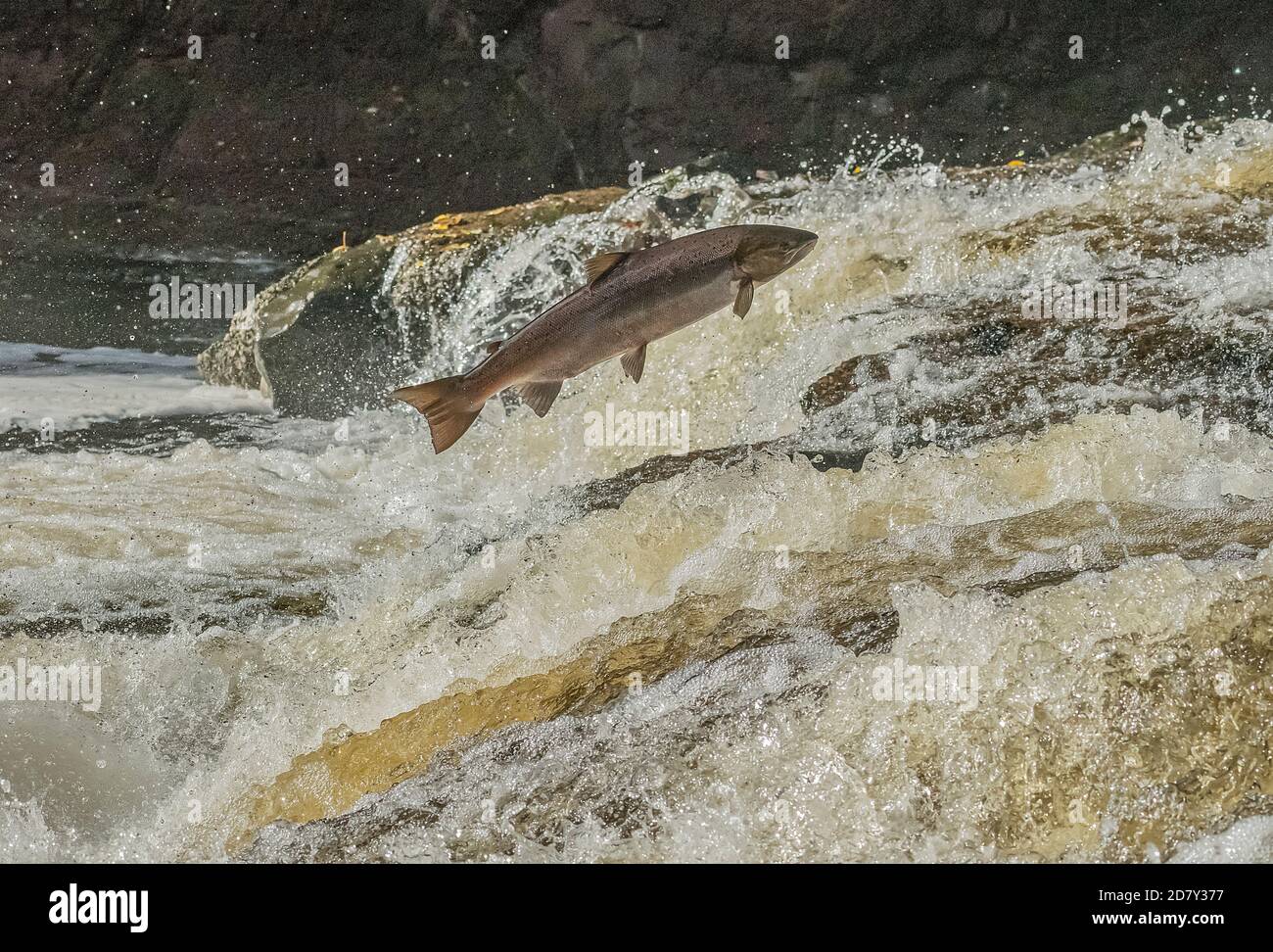 Atlantic salmon, Salmo salar, migrating up the River Almond, Perth ...