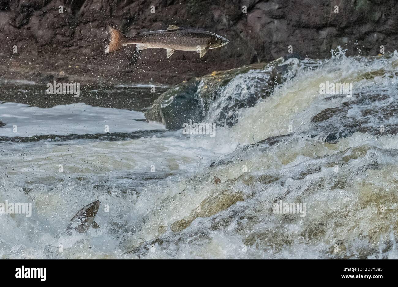 Atlantic salmon, Salmo salar, migrating up the River Almond, Perth ...
